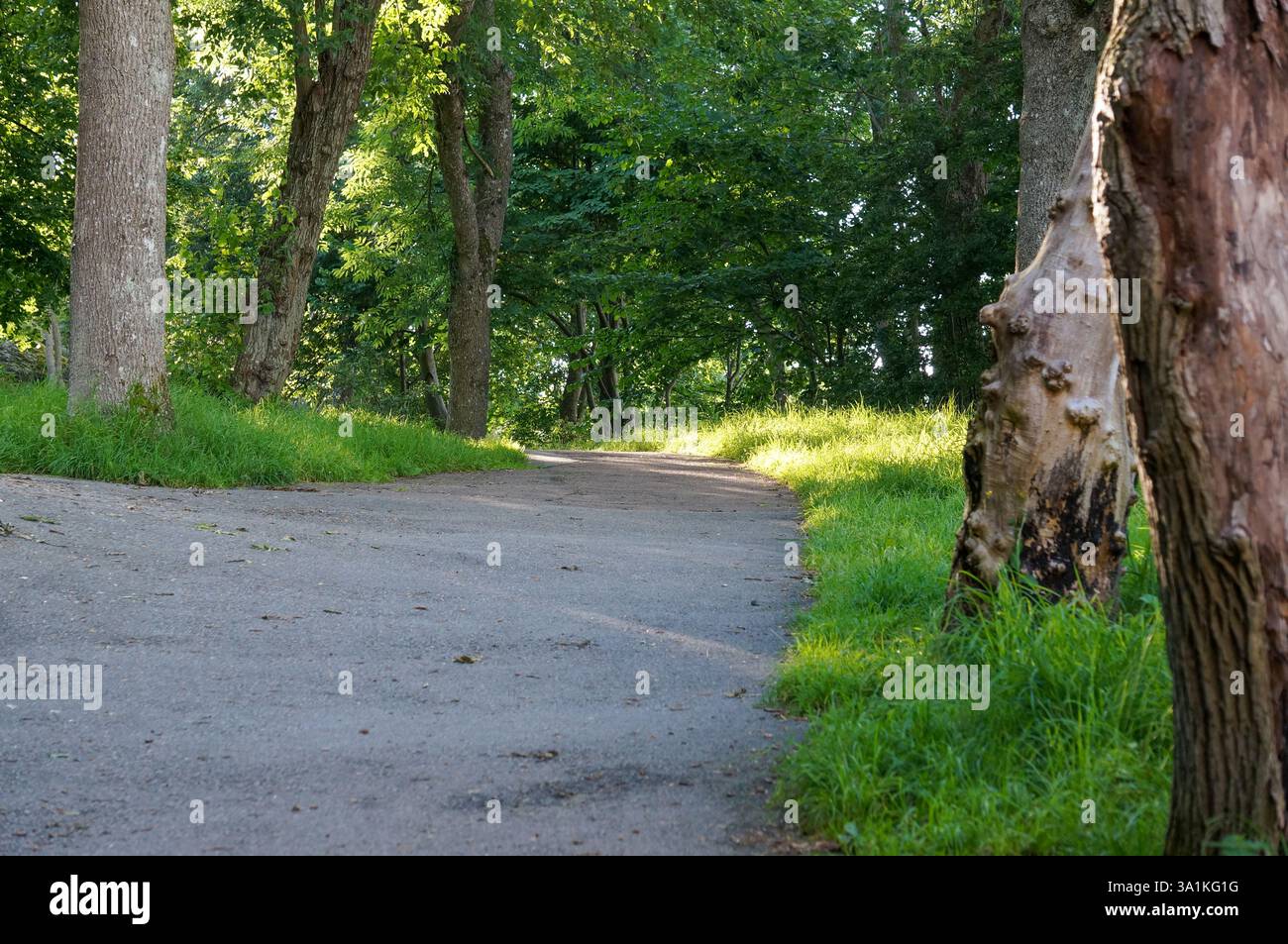 Sunny path way in the forest with trees and high green grass Stock Photo - Alamy