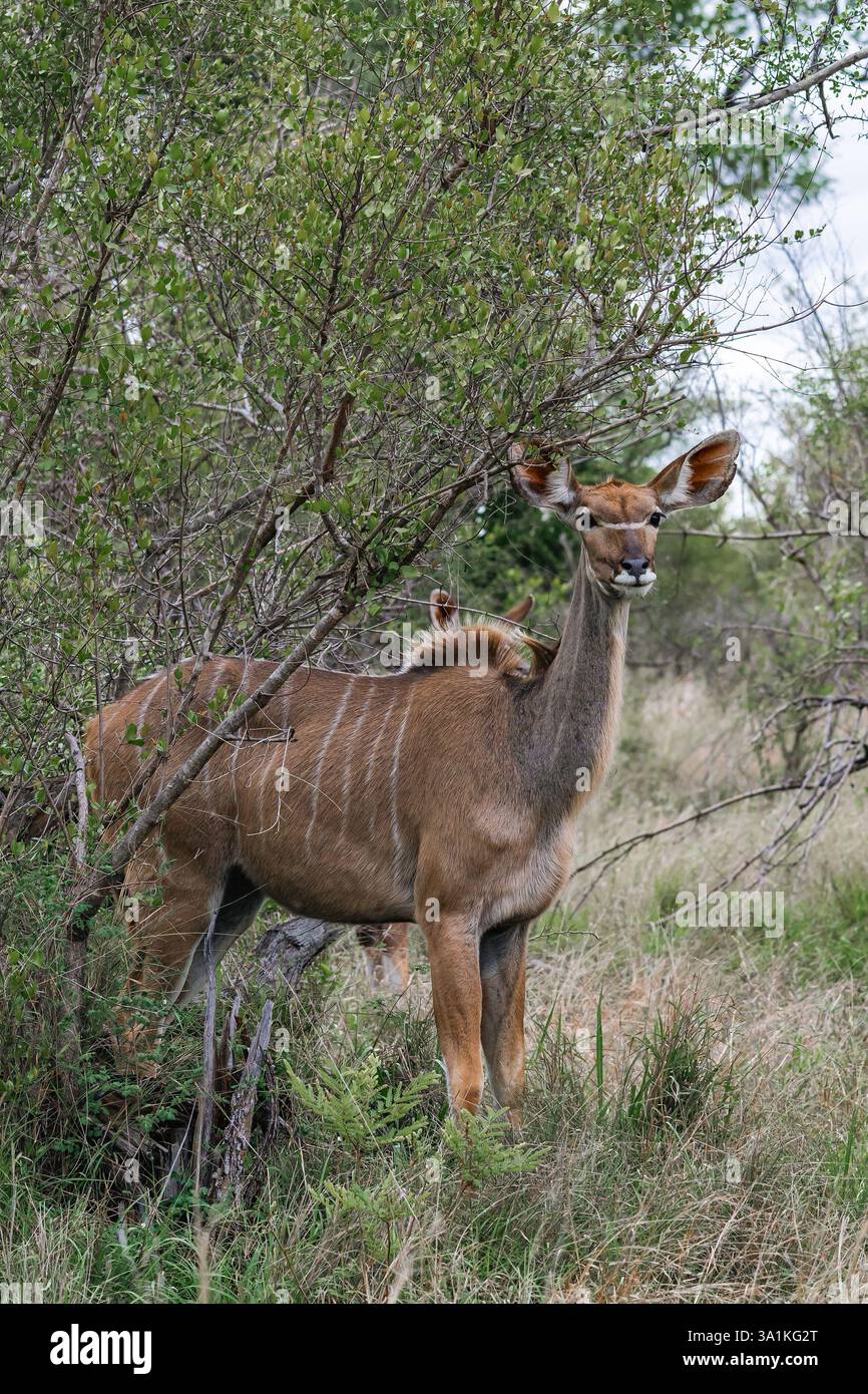 Female Greater Kudu portrait, african savanna, Kruger National Park ...