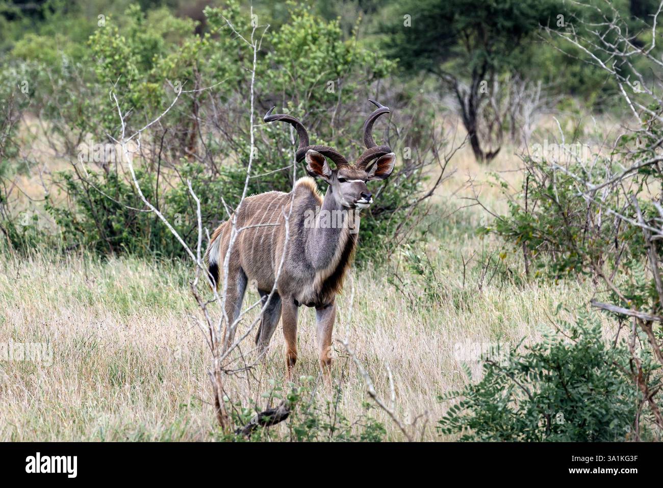 Male Greater Kudu in african savanna, Kruger National Park, South ...