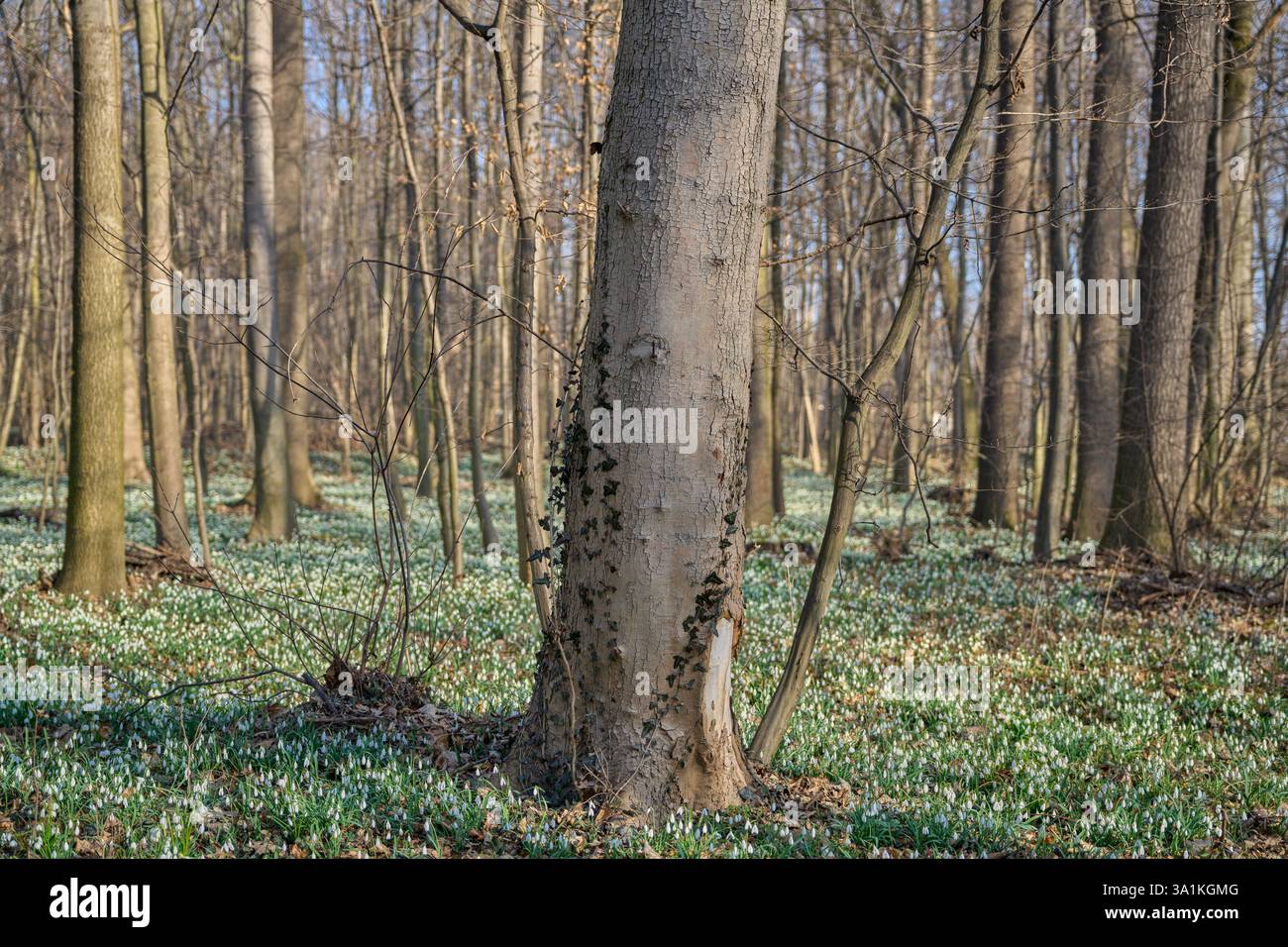 Spring decidous forest with lots of snowdrops and snowflakes in full ...