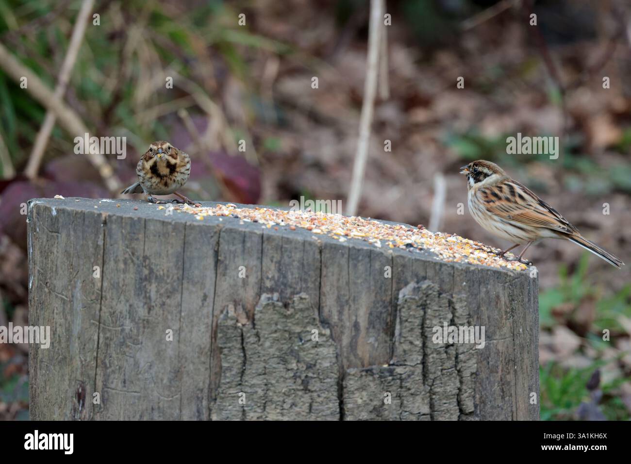 Male and female reed buntings on stump with seeds hi-res stock ...