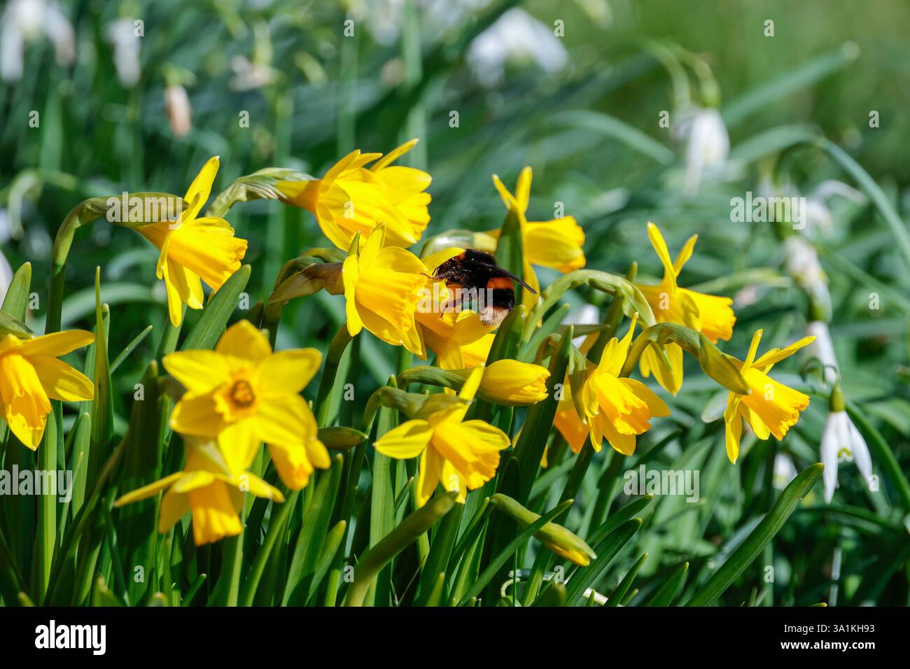 Early spring daffodil's with large buff tailed bumble bee yellow petals ...
