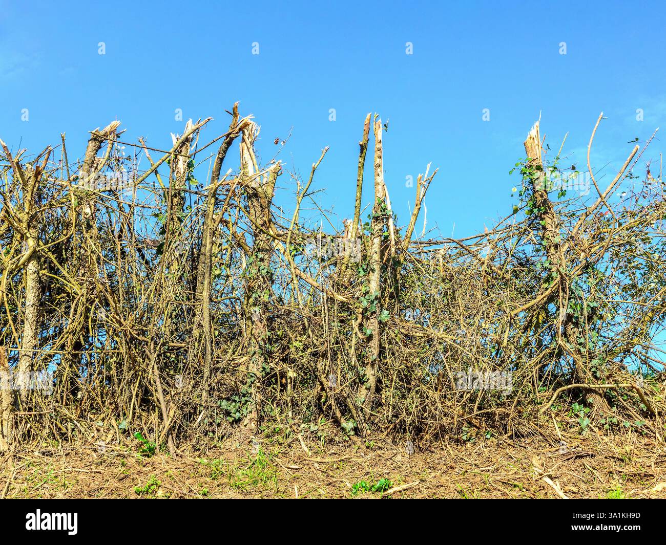 Established field hedge roughly cut by tractor powered flail machine ...