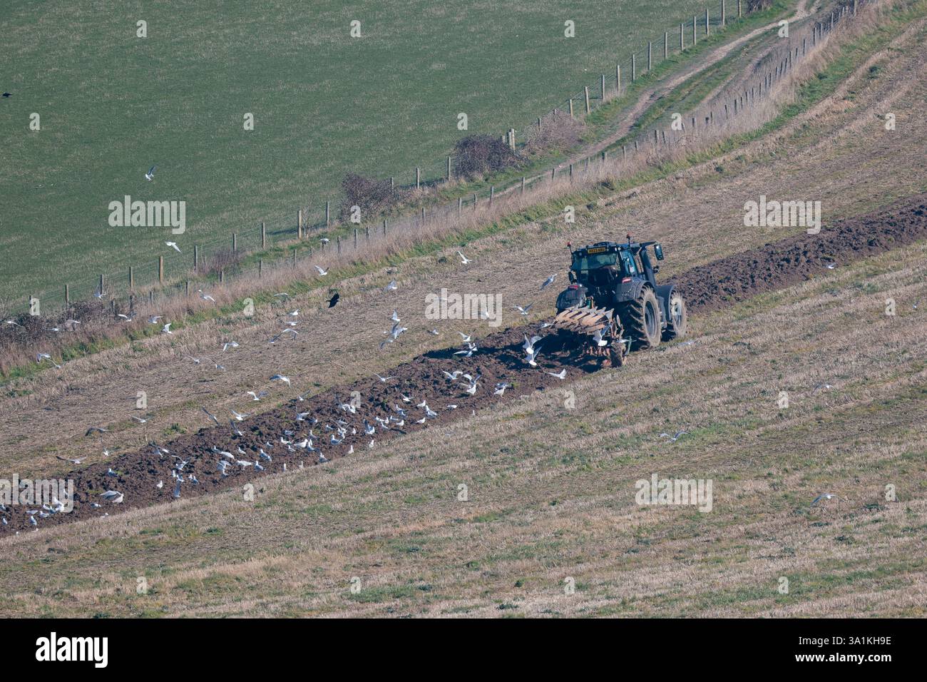 Gulls after worms in ploughed soil behind tractor hi-res stock ...