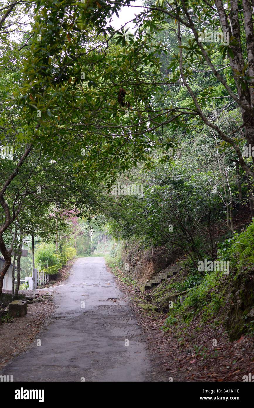 Tall trees overhanging road hi-res stock photography and images - Alamy