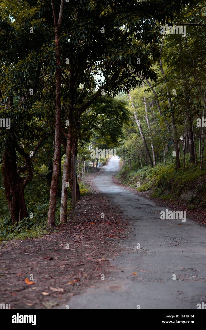 Lush green woods with winding road running through Stock Photo - Alamy