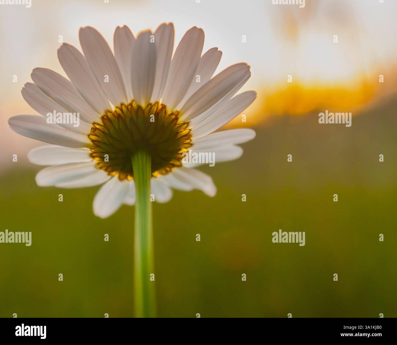 One daisy flower facing setting sun Stock Photo - Alamy