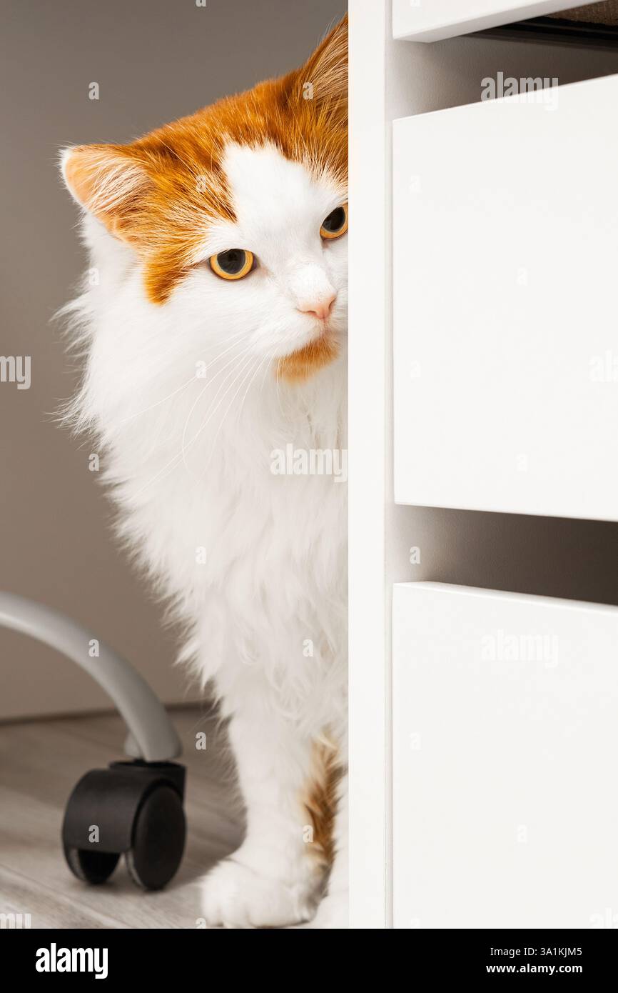 white cat with red head hiding under table. the cat is peeking out from ...