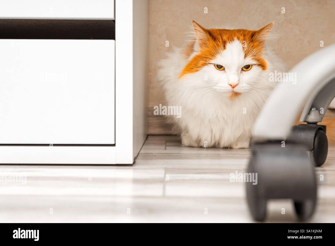 white cat with red head hiding under table. the cat is hiding from ...