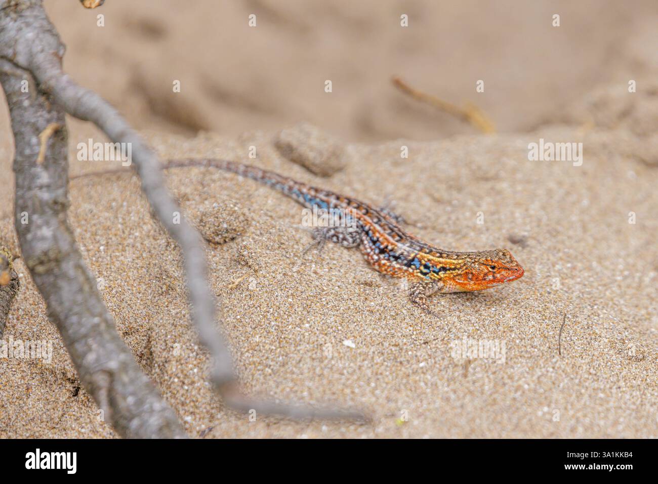 Wiegmann's Lizard (Liolaemus wiegmannii) walking on sand Stock Photo ...