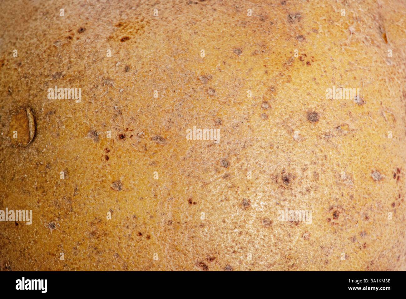 Potato macro photo as background. Food as a texture background. Food ...