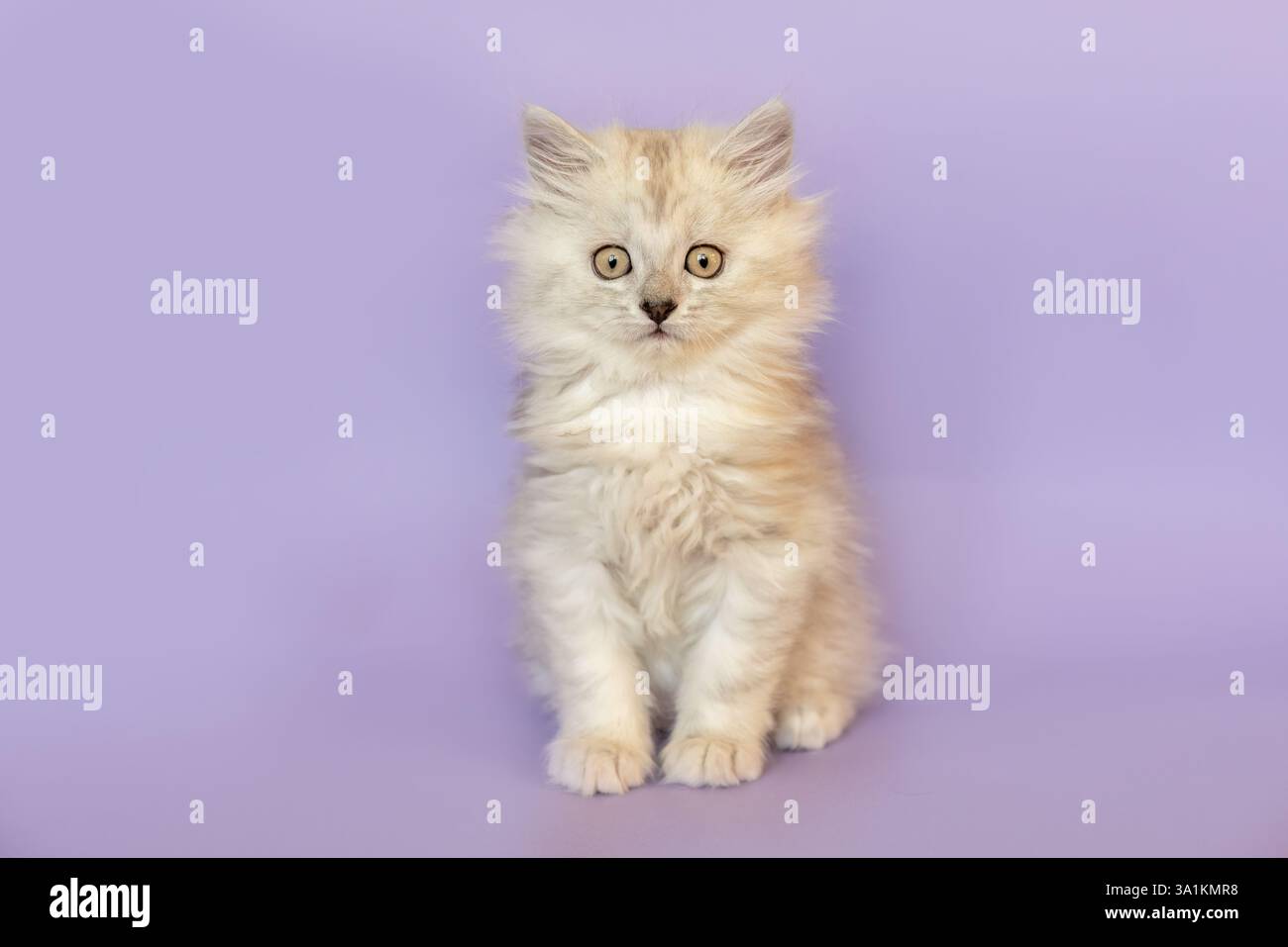 A cute silver tabby ragdoll crossbreed kitten in front of purple studio ...