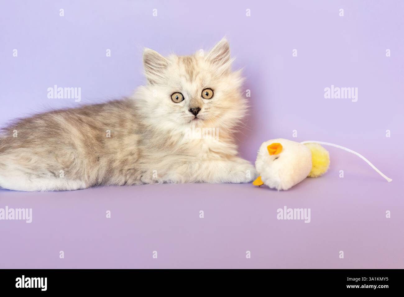 A cute silver tabby ragdoll crossbreed kitten in front of purple studio ...