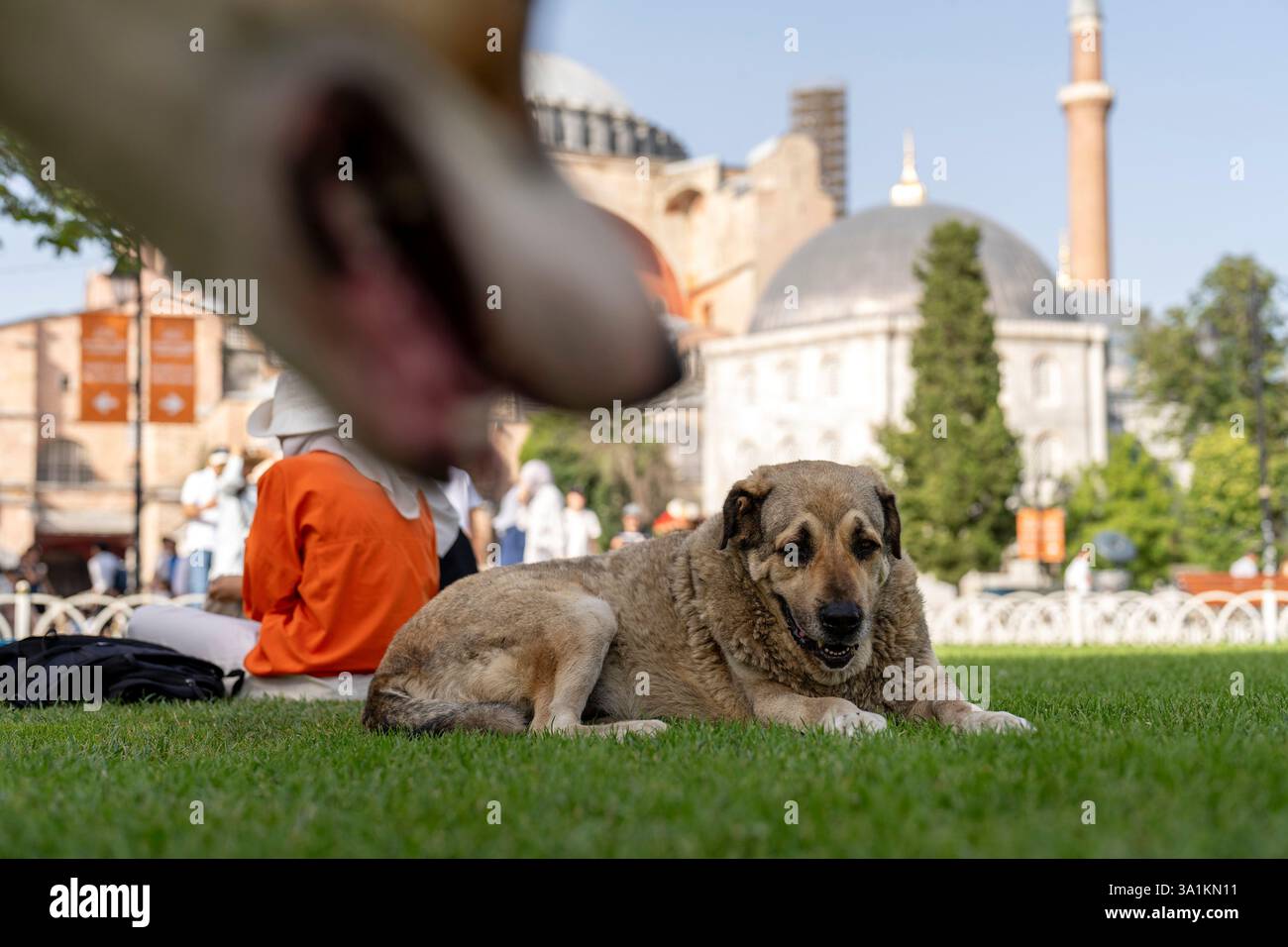 FILE - A stray dog rests outside Byzantine-era Hagia Sophia mosque in ...