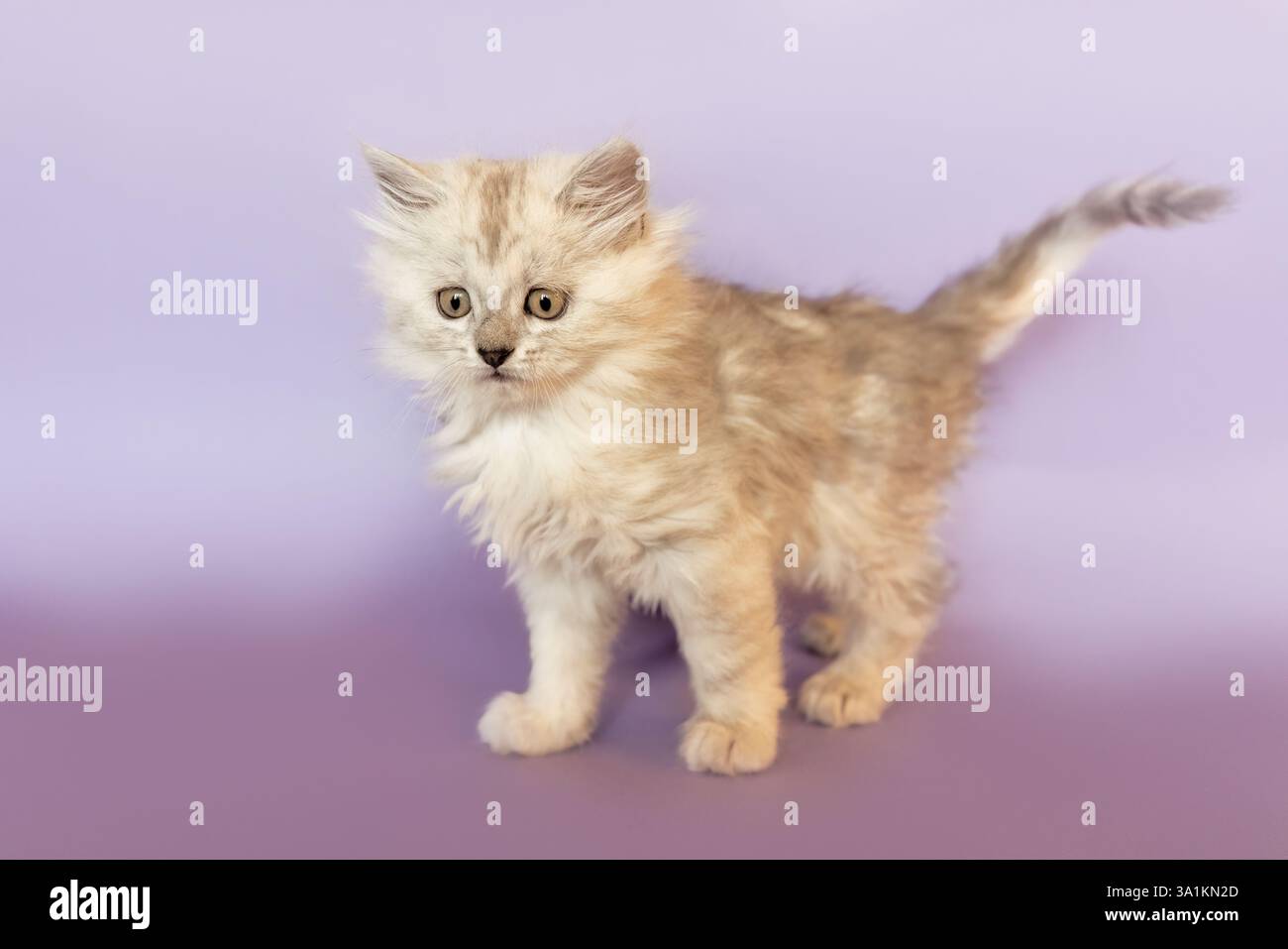 A cute silver tabby ragdoll crossbreed kitten in front of purple studio ...