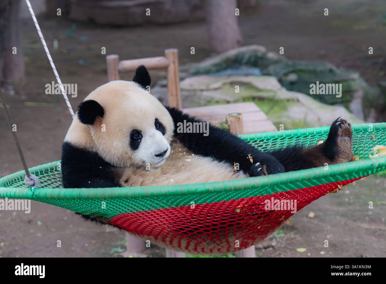 CHONGQING, CHINA - MARCH 8, 2025 - Giant pandas Xing Xing and Chen Chen ...
