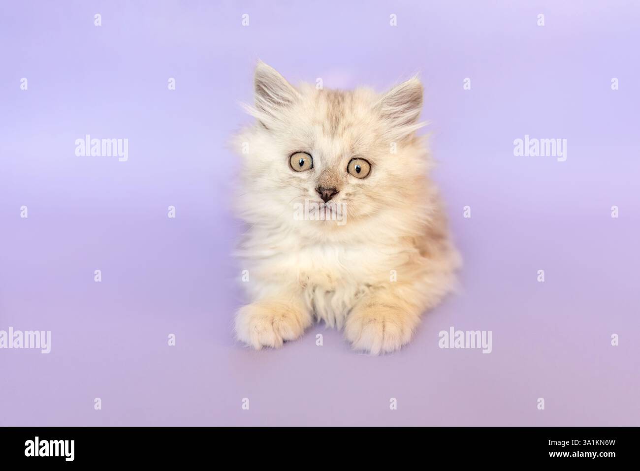 A cute silver tabby ragdoll crossbreed kitten in front of purple studio ...