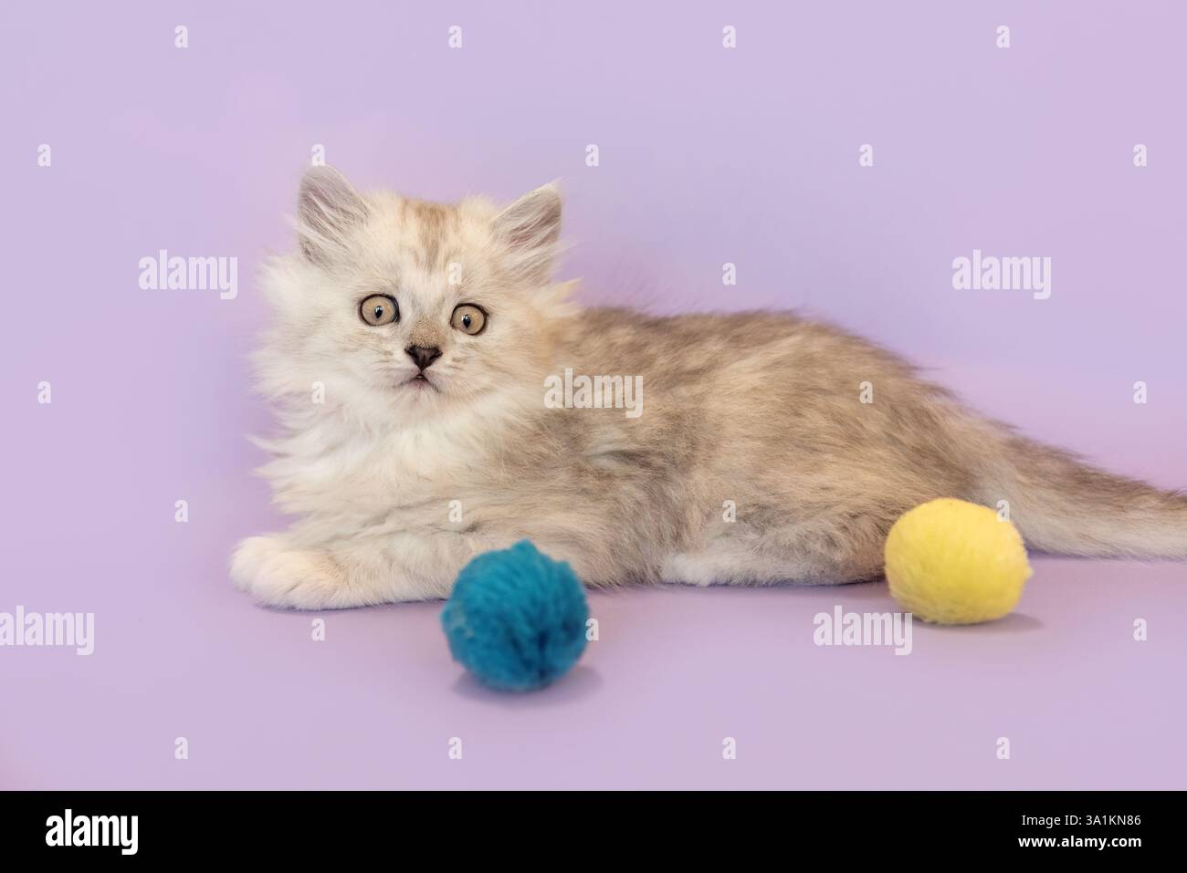 A cute silver tabby ragdoll crossbreed kitten in front of purple studio ...