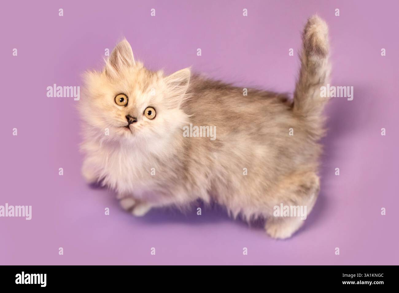 A cute silver tabby ragdoll crossbreed kitten in front of purple studio ...