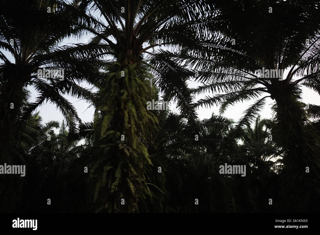 Palm trees in Guatemala. The Mayan people’s struggle to keep their ...