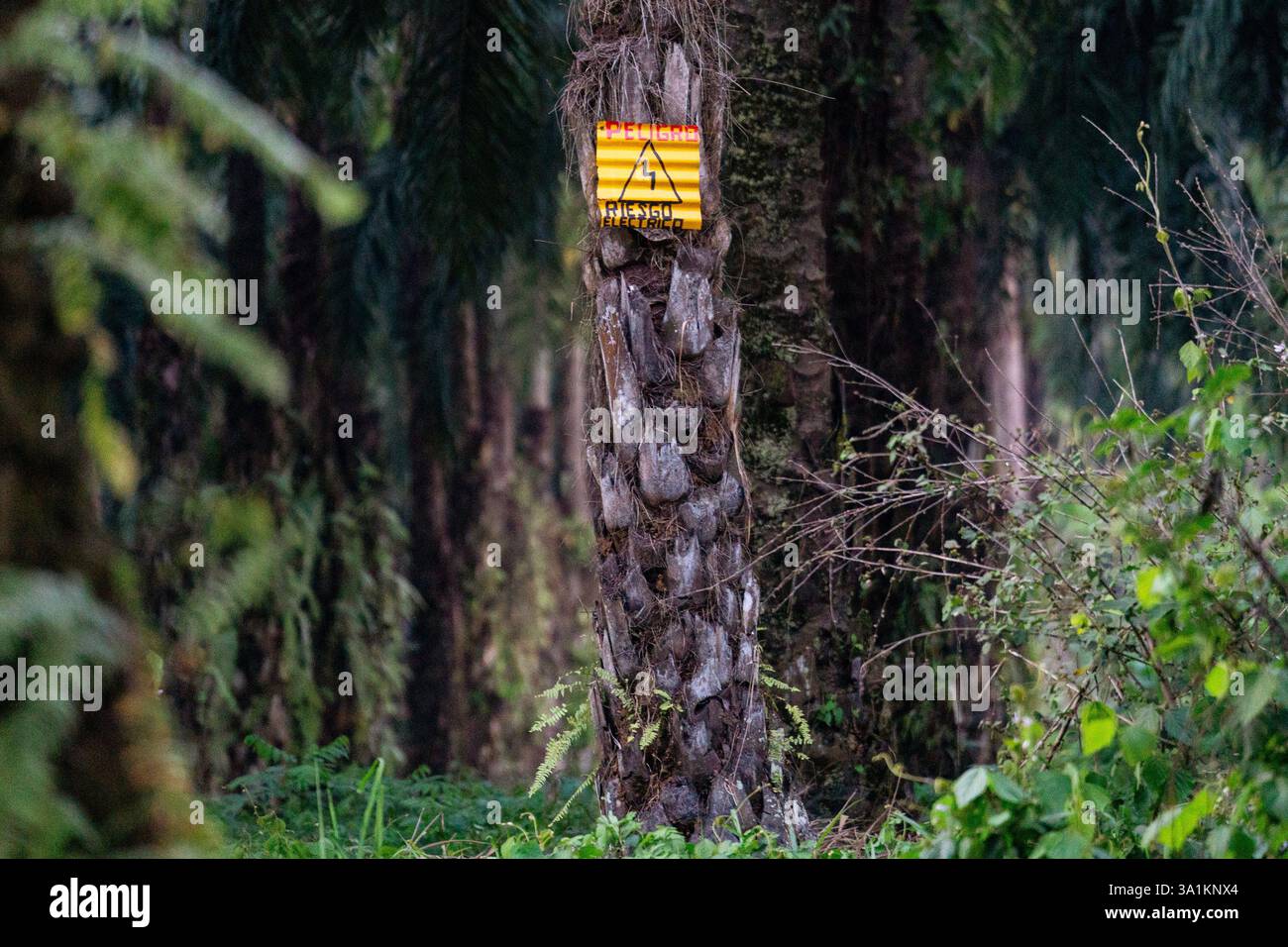 A sign nailed to a palm tree in Guatemala. The Mayan people’s struggle ...