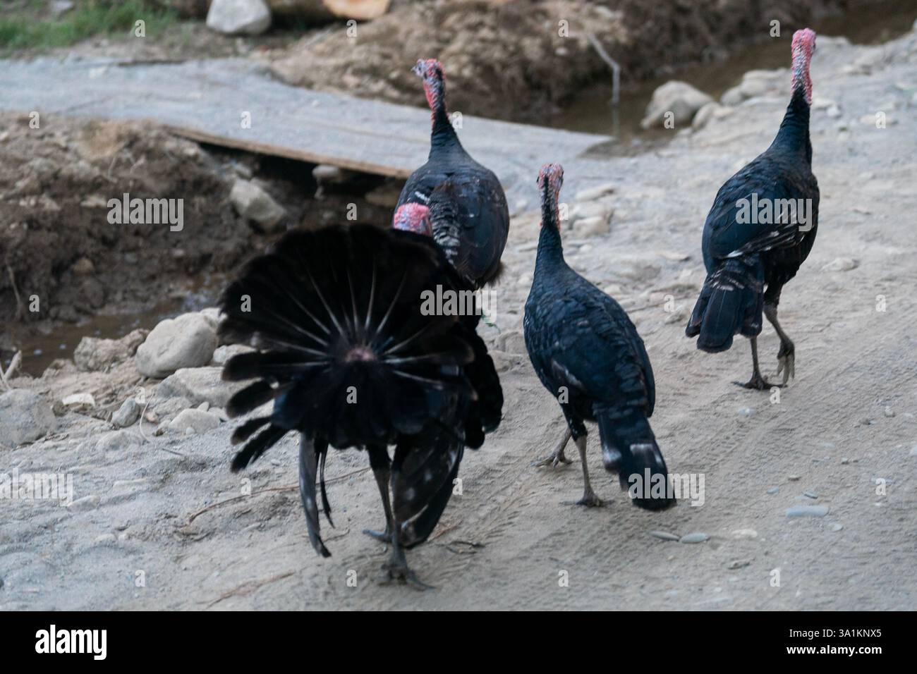 Turkeys on a road in Guatemala. The Mayan people’s struggle to keep ...