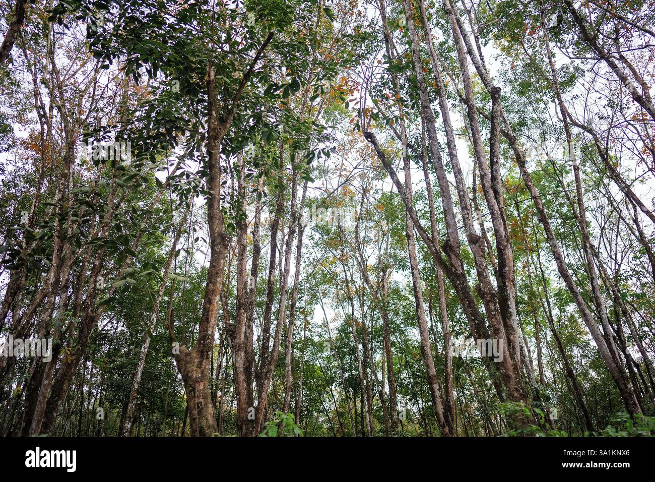 A sign nailed to a palm tree in Guatemala. The Mayan people’s struggle ...