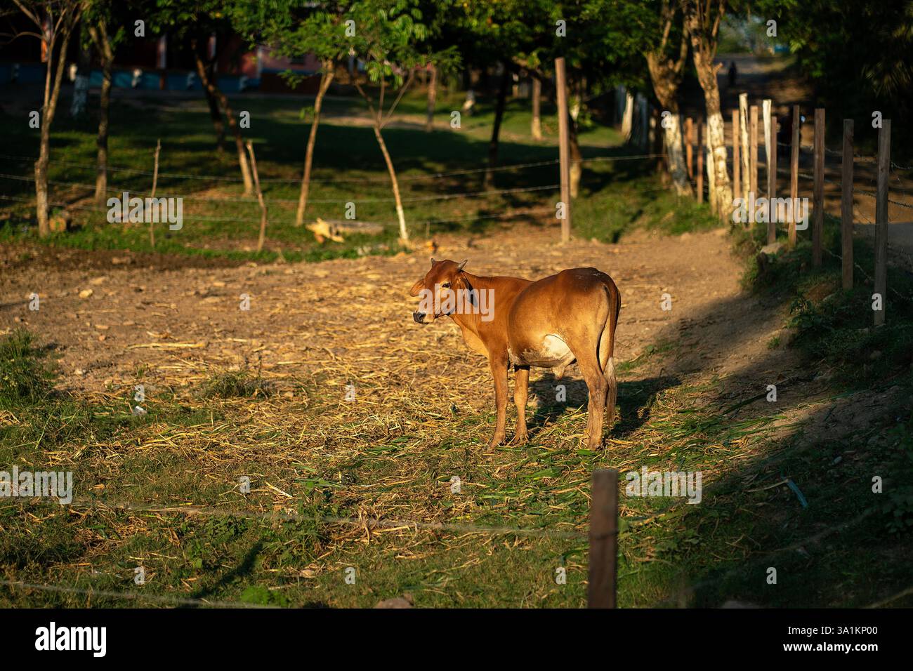 A cow in the Q'eqchi village of Chinebal Palestina, Guatemala. The ...