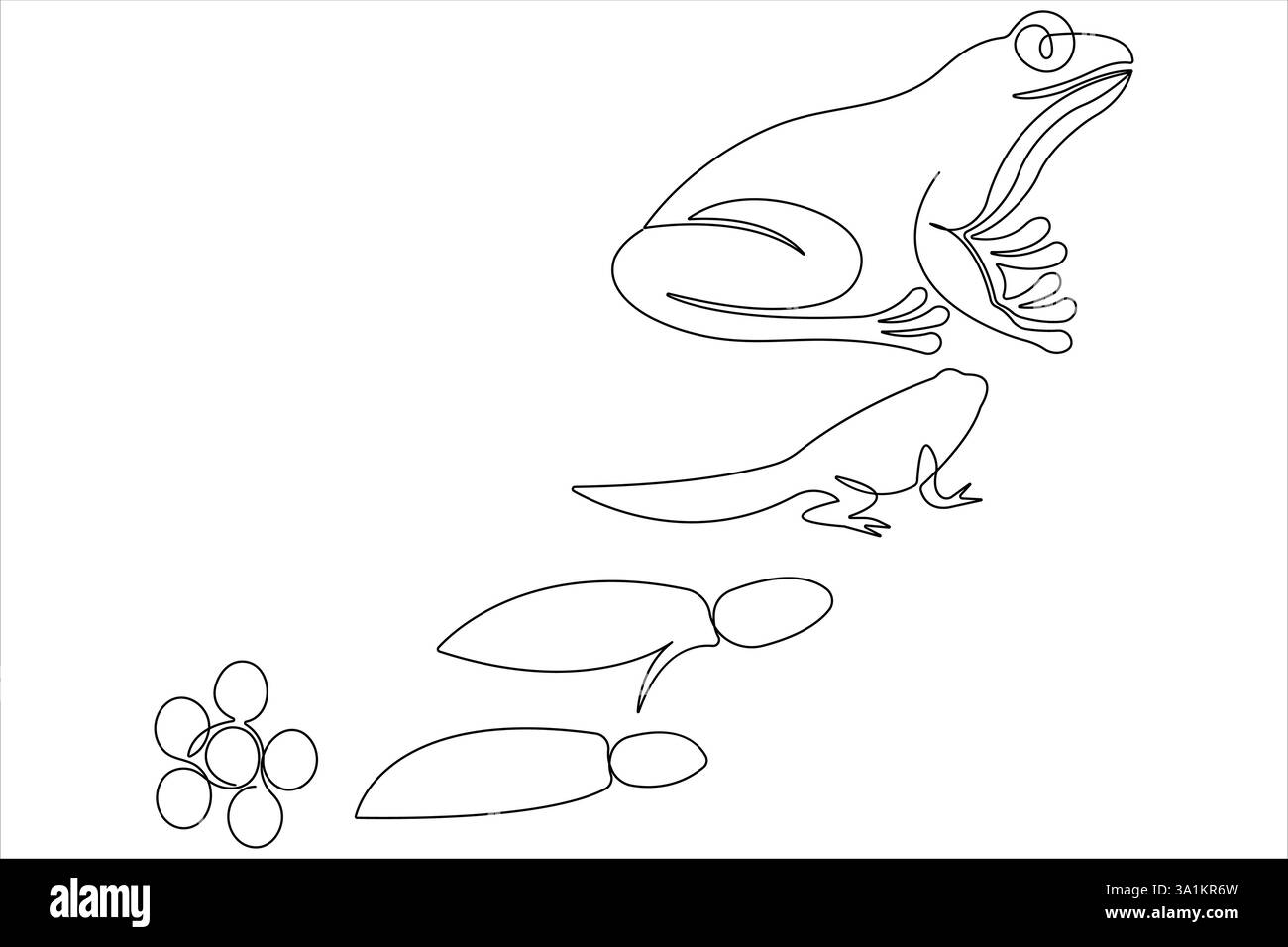 Frog line art hi-res stock photography and images - Alamy