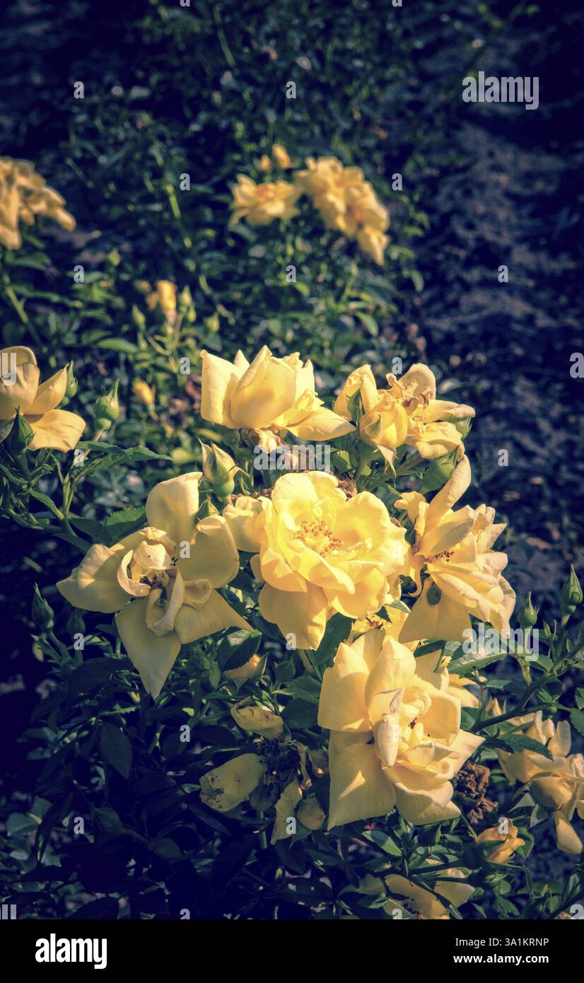 A beautiful and colorful and fragrant rose field Stock Photo - Alamy