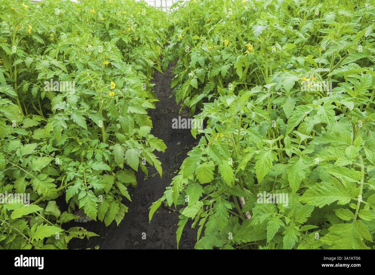 Plants of tomato Stock Photo - Alamy