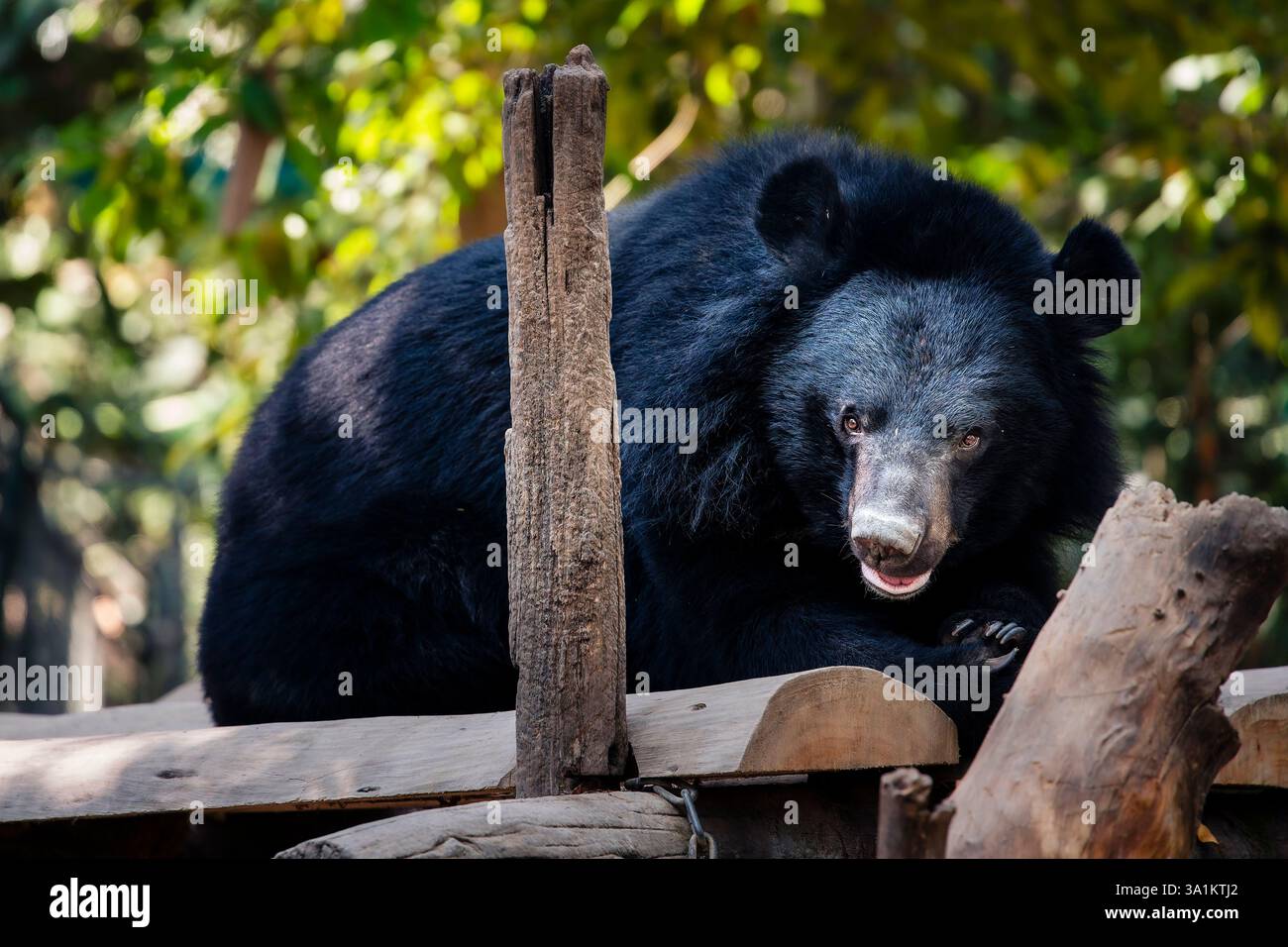 Asian Black Bear in Laos Stock Photo - Alamy