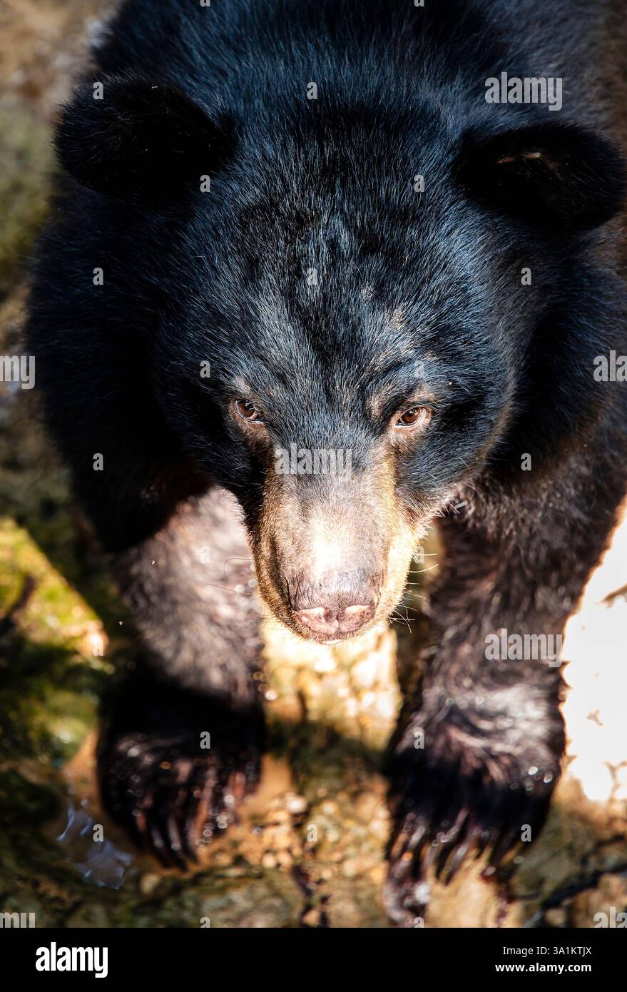 Asian Black Bear in Laos Stock Photo - Alamy