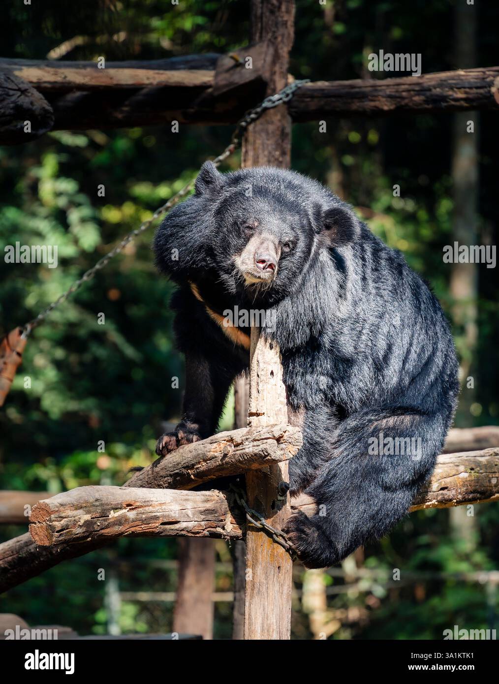 Asian Black Bear in Laos Stock Photo - Alamy