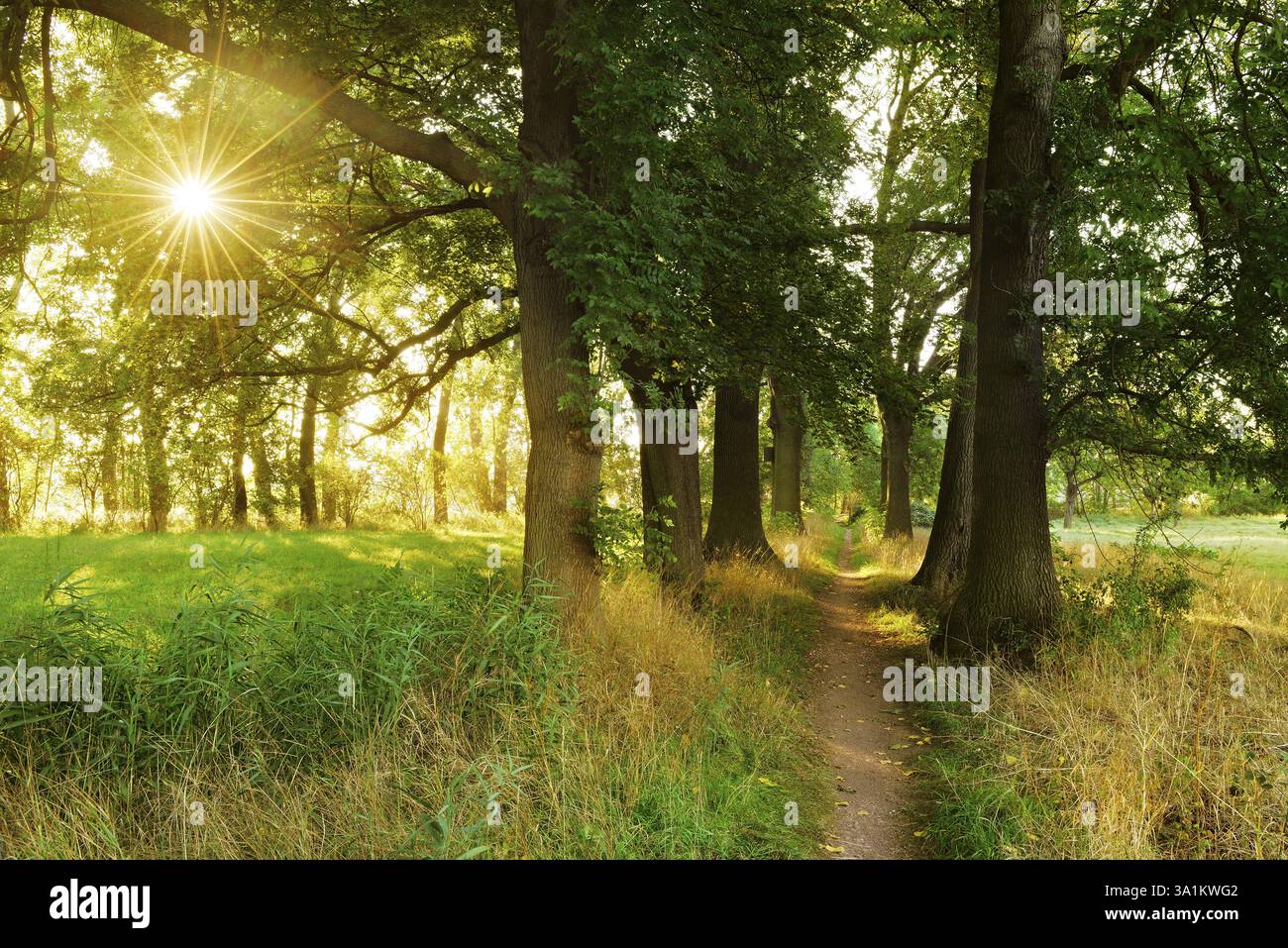 Light shining through trees hi-res stock photography and images - Alamy