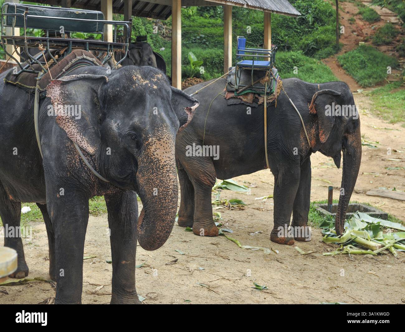Two Asian elephants (Elephas maximus) with riding harness and benches ...