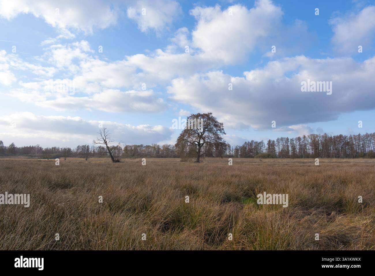 View of the vegetation between Hagenburg and the Steinhuder Meer, trees, landscape photo, nature ...