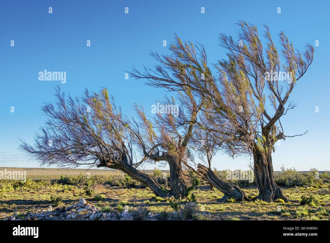 Trees bent by the wind, Former Police Detachment of the National ...