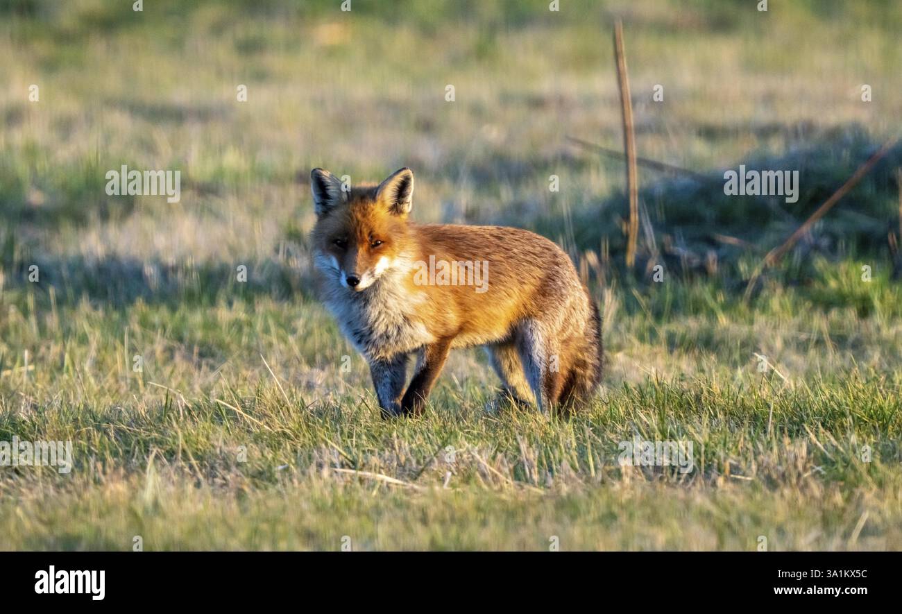 Red fox, Vulpes vulpes, on the grounds of Duesseldorf Airport, NArth ...