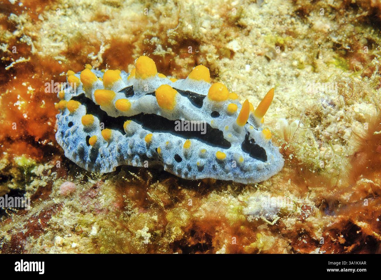 Sky blue wart slug (Phyllidia coelestis) with yellow pustules and right ...