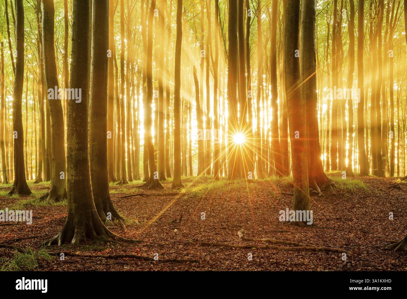 The setting sun shines brightly through a near-natural beech forest ...