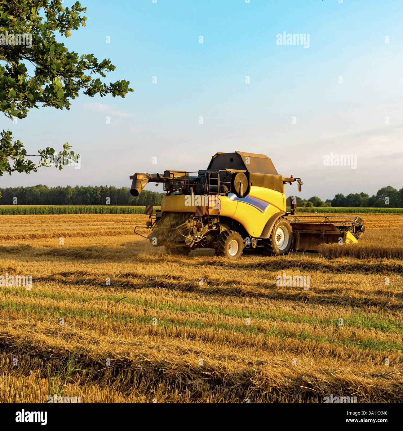Big combine harvester threshing in the sunset Stock Photo - Alamy