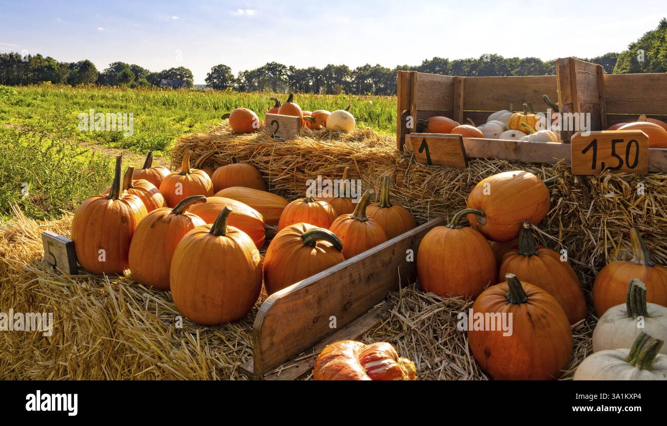 A pleasure for the eA a pumpkin stall in the village Stock Photo - Alamy