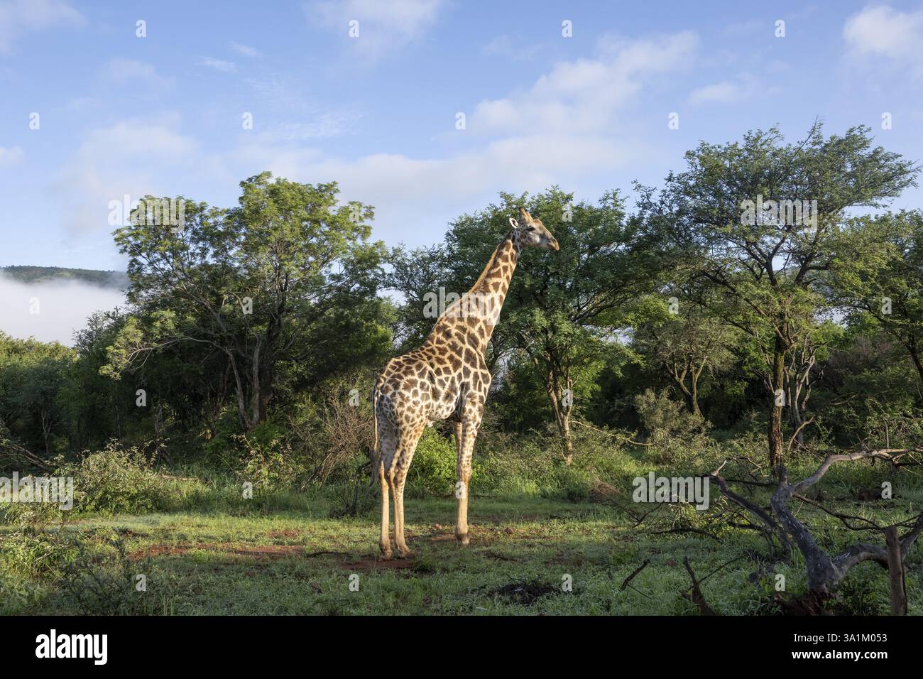 Southern giraffe (Giraffa giraffa) bull standing in the gallery forest ...