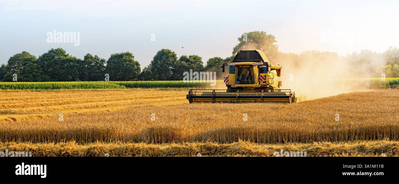 Big combine harvester threshing in the sunset Stock Photo - Alamy
