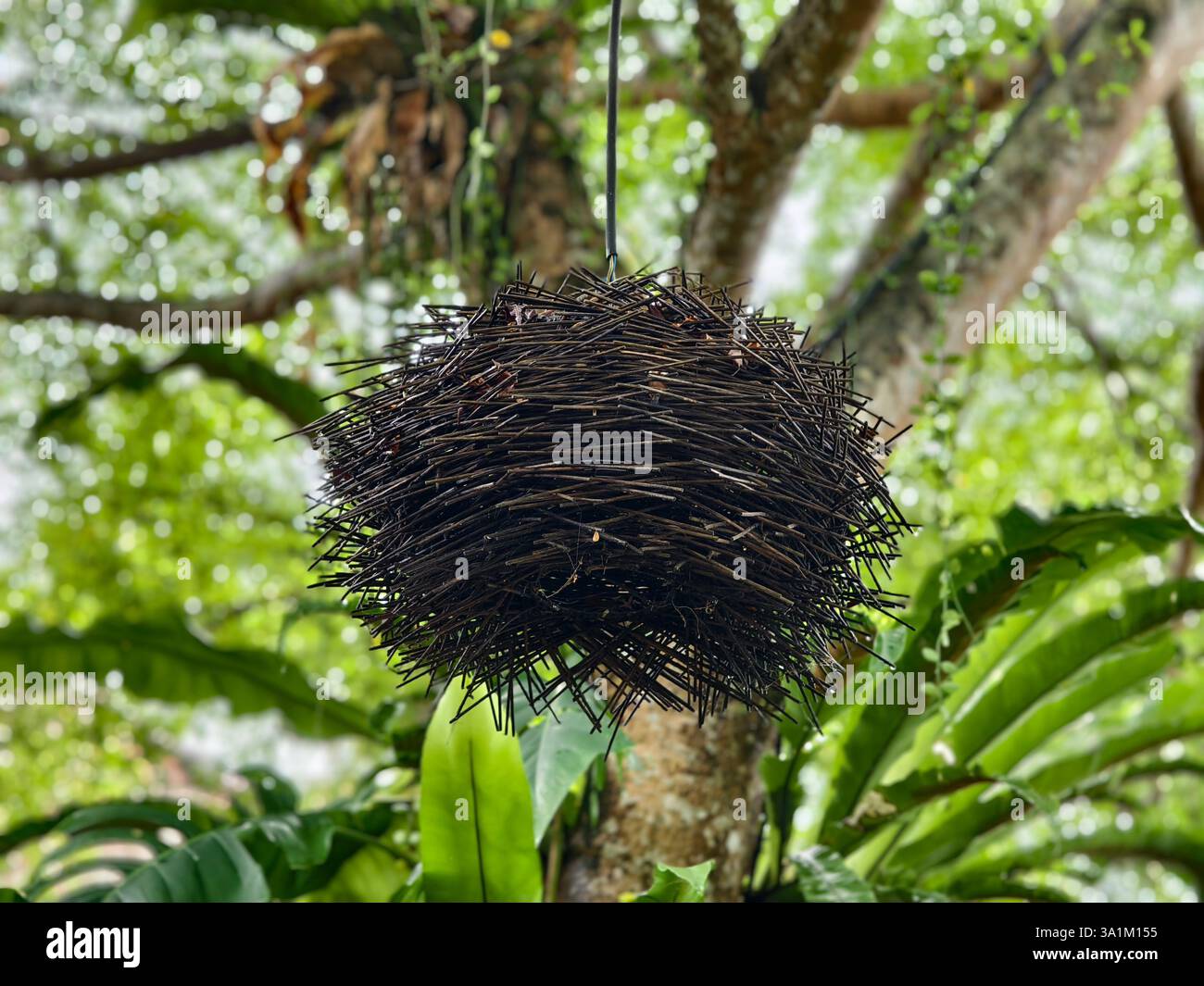 Interwoven twigs hi-res stock photography and images - Alamy