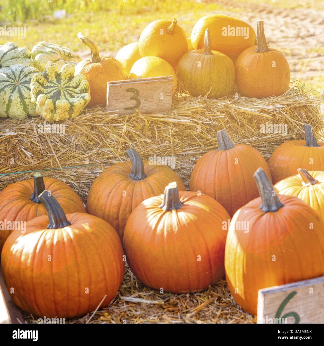 A pleasure for the eA a pumpkin stall in the village Stock Photo - Alamy