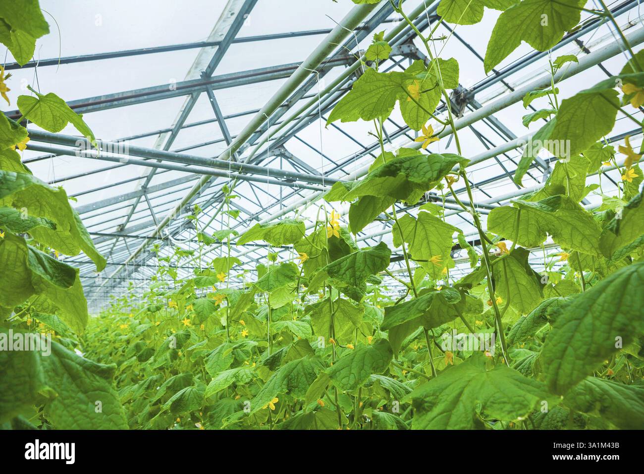 Cucumber plants in interior hi-res stock photography and images - Alamy