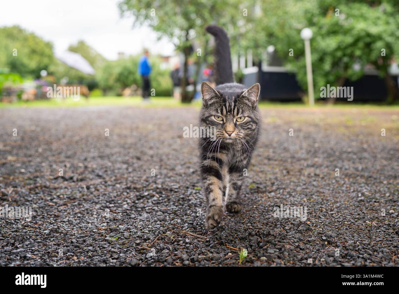 Domestic short hair tabby cat walking on the road. Tabby cat walking ...