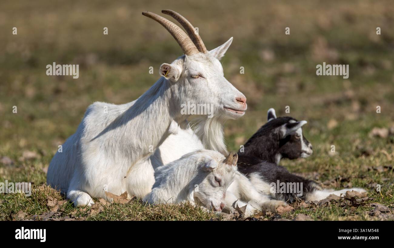 Gulben, Germany. 09th Mar, 2025. The 40 goat lambs are around three to ...